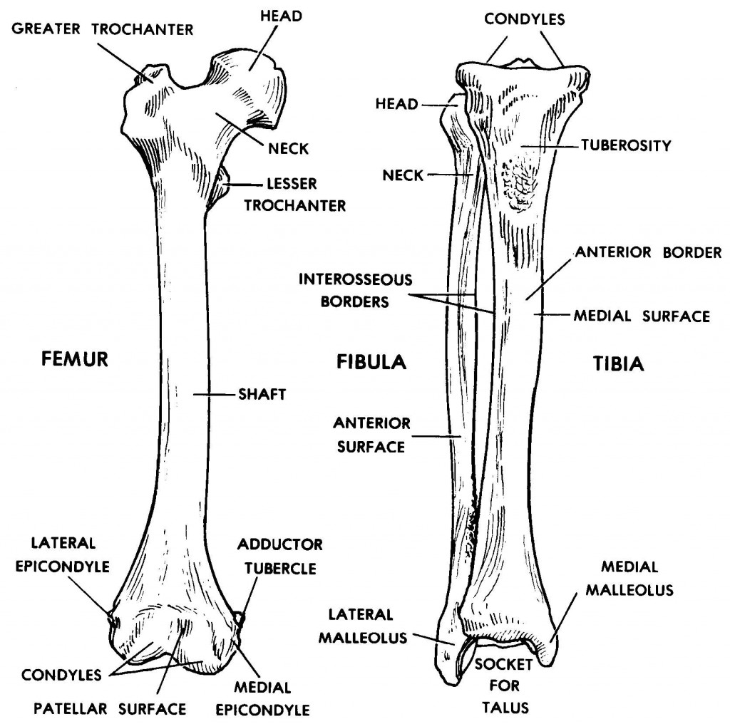 Images 04. Skeletal System - Basic Human Anatomy