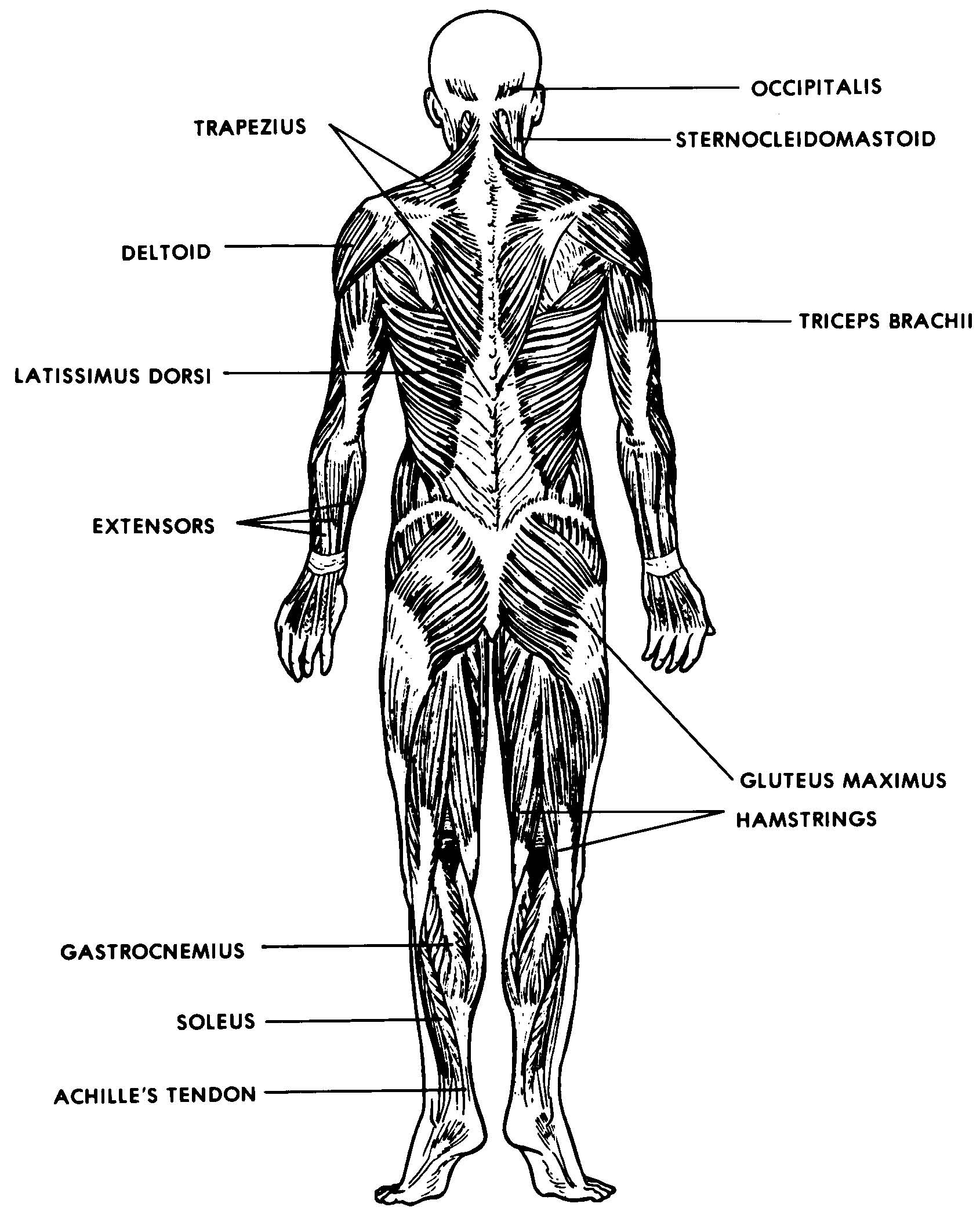 Images 05 Muscular System Basic Human Anatomy Images 05 Muscular System Basic Human Anatomy