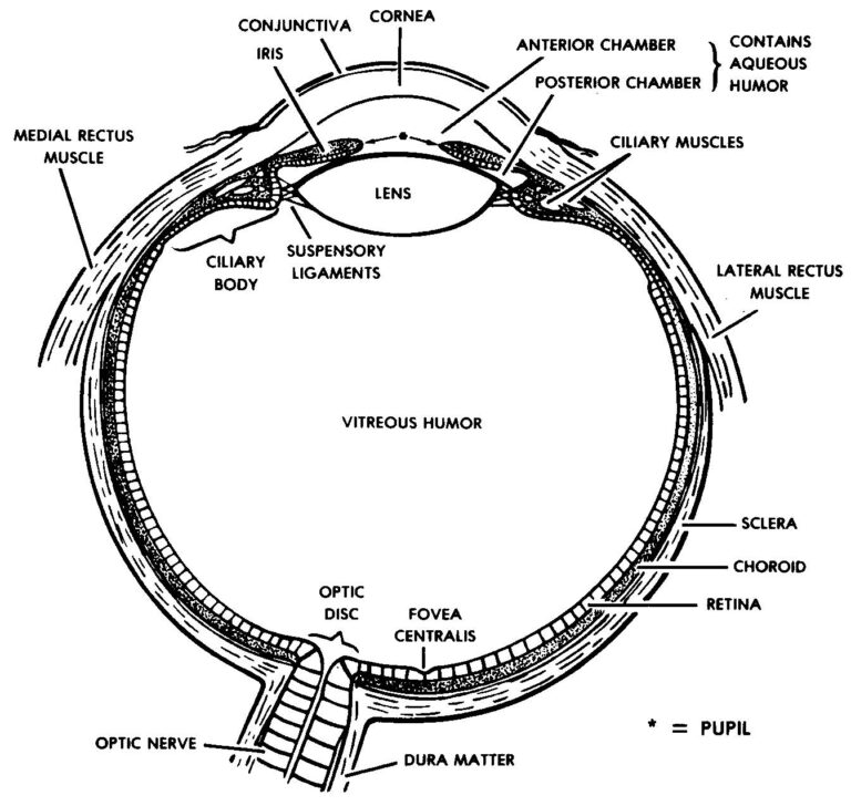 Lesson 1. Section 1. Introduction to the Special Senses - Nursing Care ...